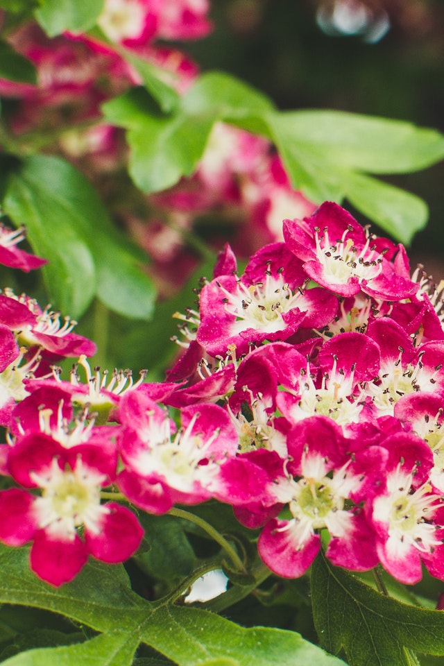 macro-photography-of-cluster-of-red-petaled-flowers-1080768 – Lawnworx
